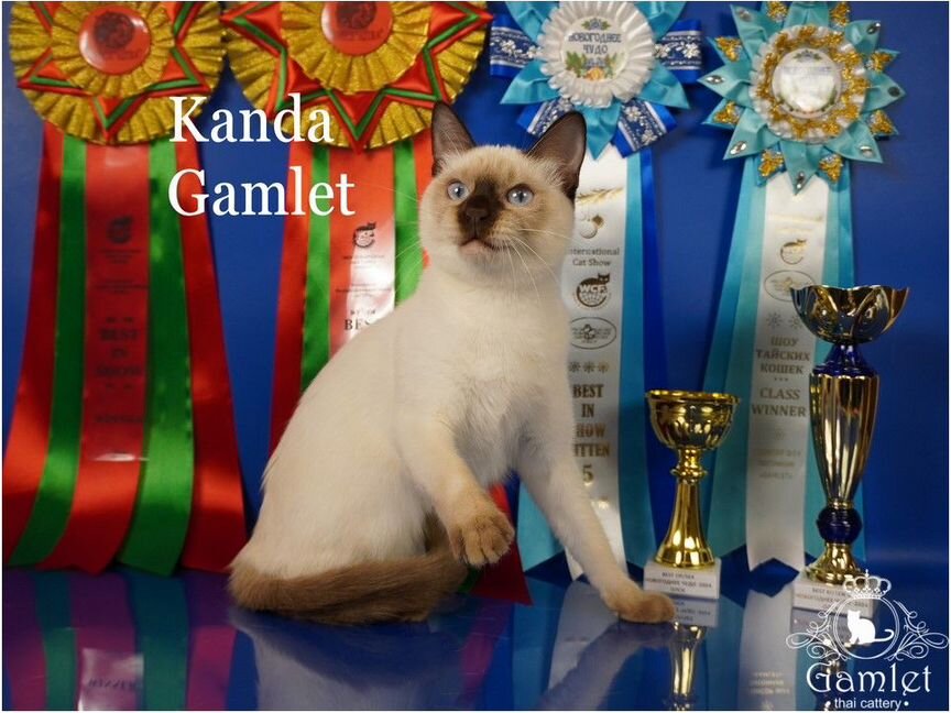 Породистый тайский котенок из питомника