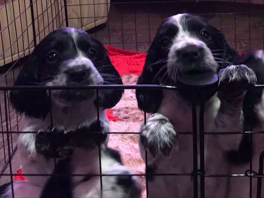 Щенки спаниеля