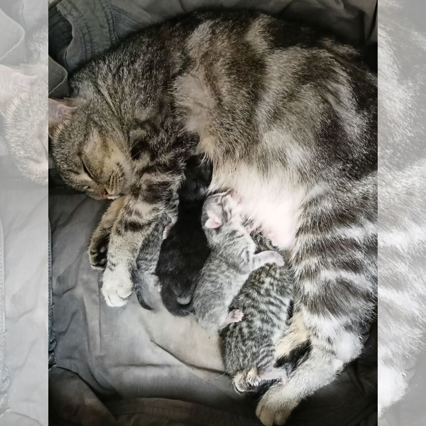 Котёнок в добрые руки