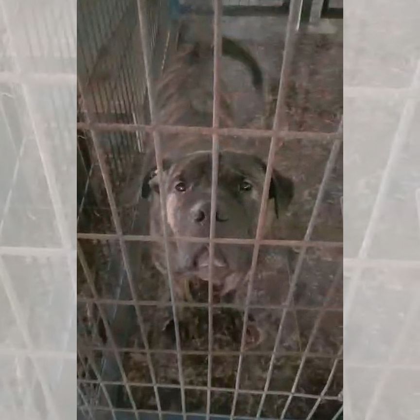 Шарпей, взрослый пёс