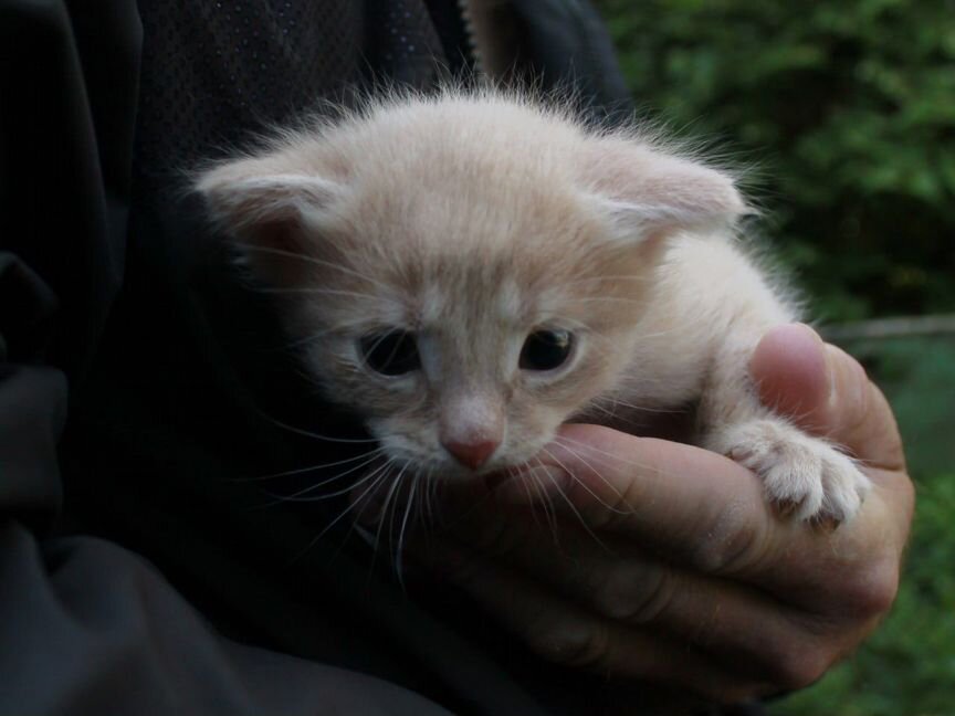 Крохотные котята ищут дом