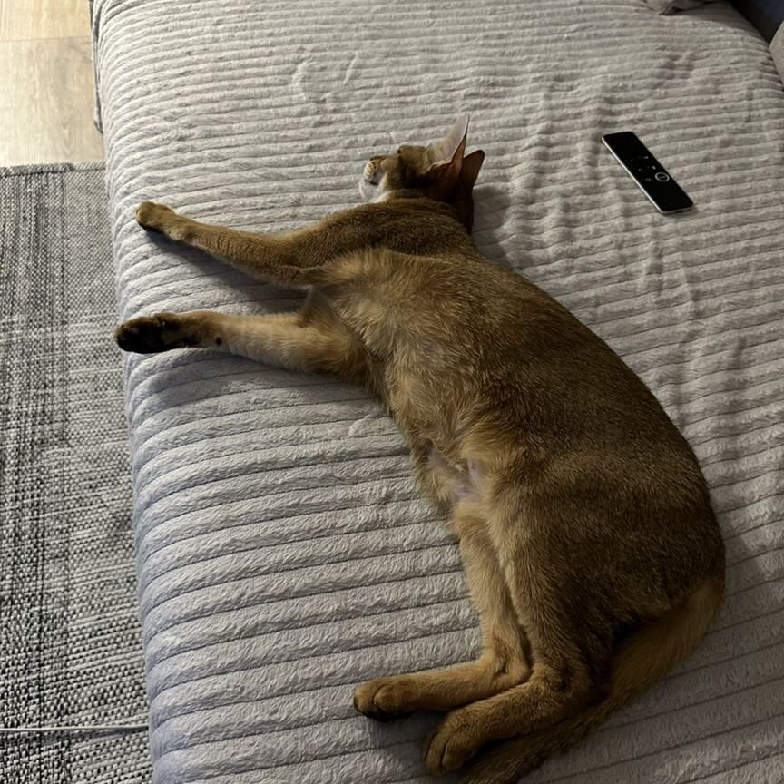 Абиссинская кошка