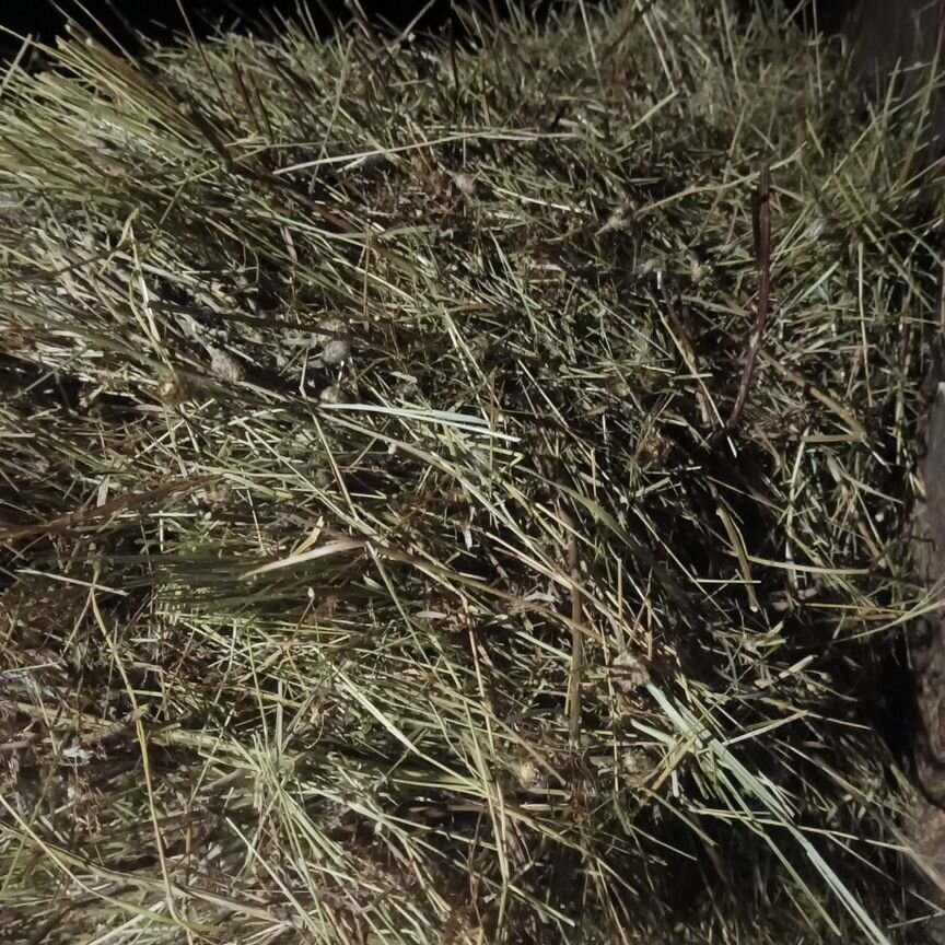 Сено в брикетах