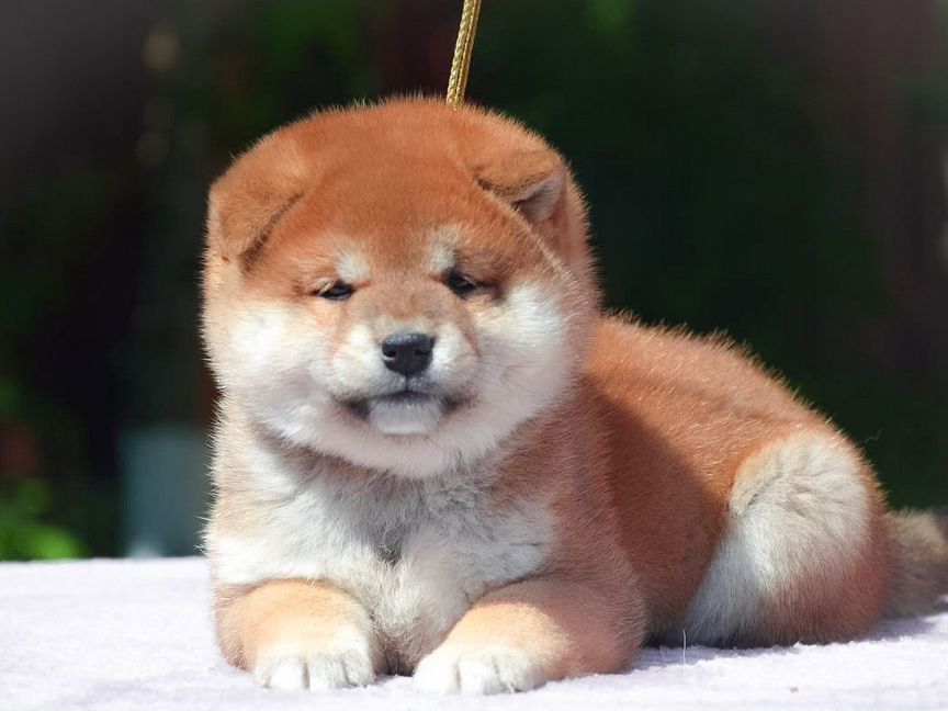 Супер девочка Сиба