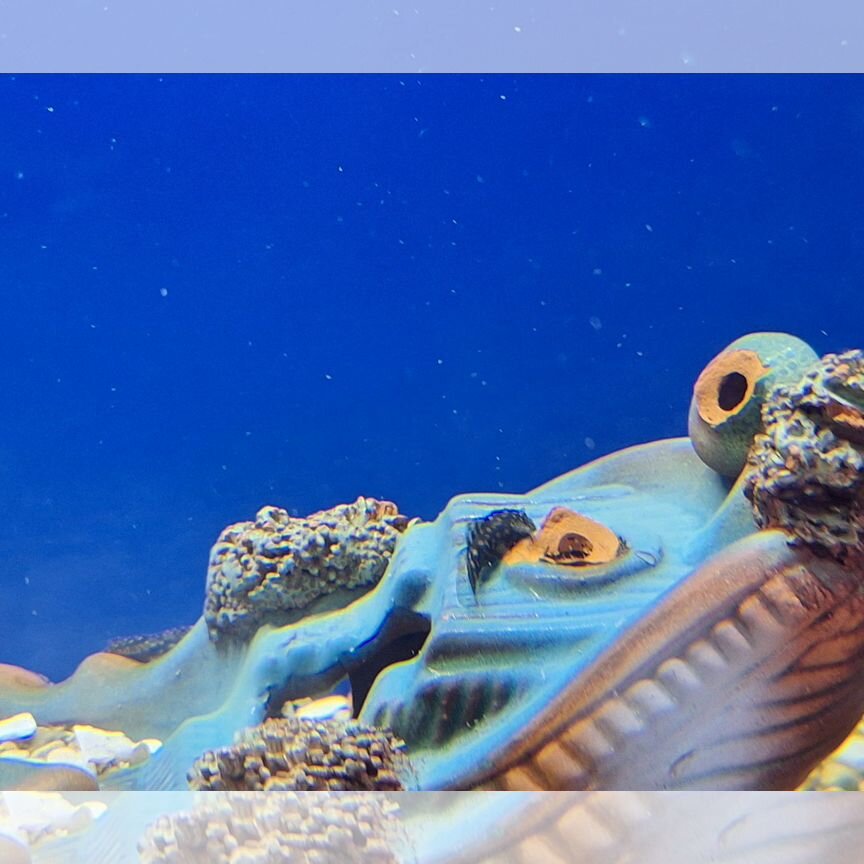 Аквариумные рыбки сомики