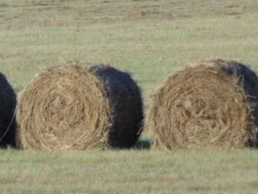 Сено суданка