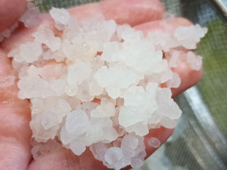 Индийский морской рис (зооглея/грибок)