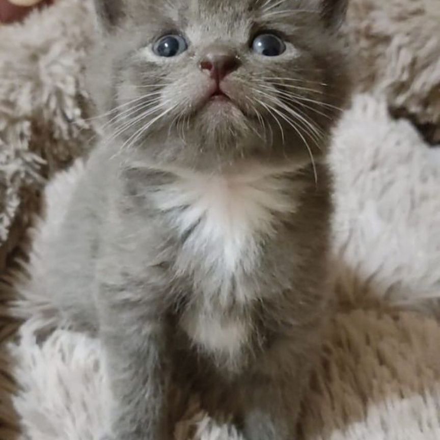 Котята ищут дом