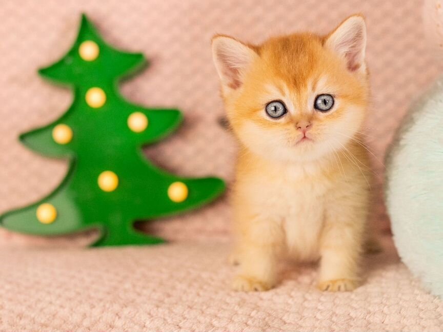 Британский котенок золотая шиншилла мальчик