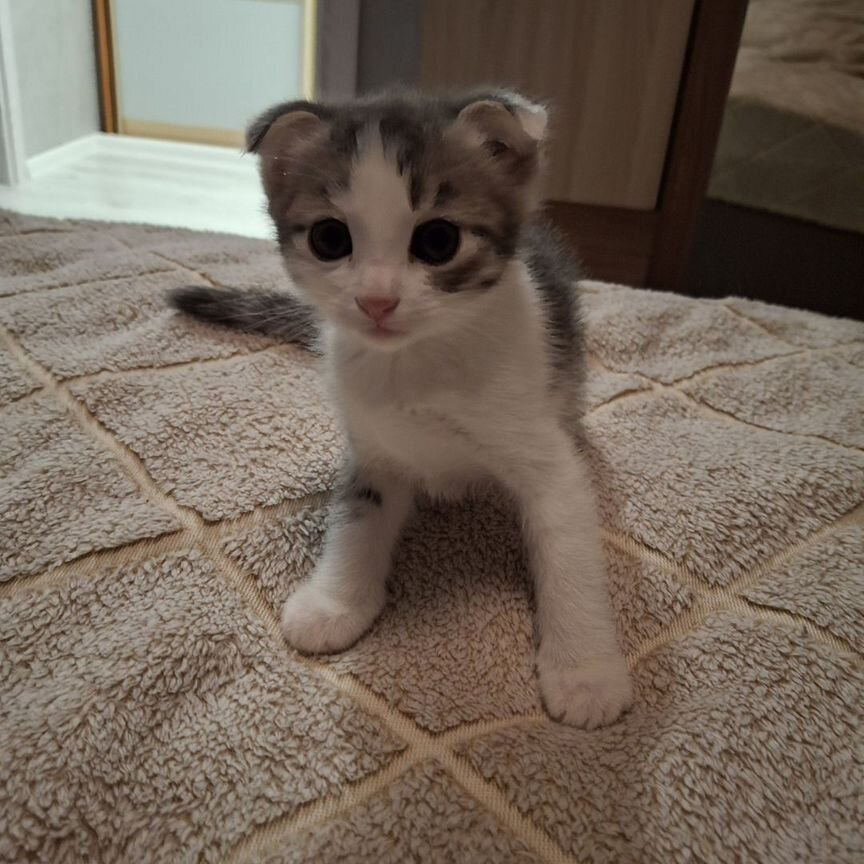 Шотландская вислоухая кошка