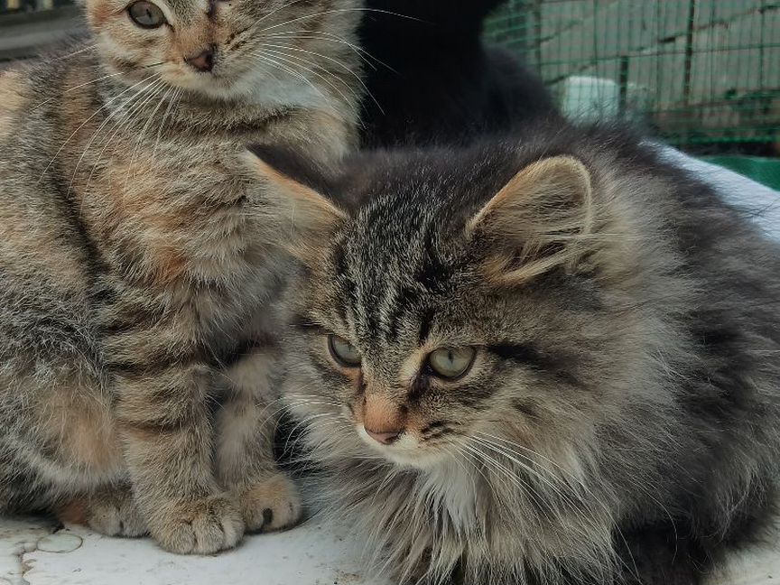 Котята в добрые руки. Две девочки. Мальчик