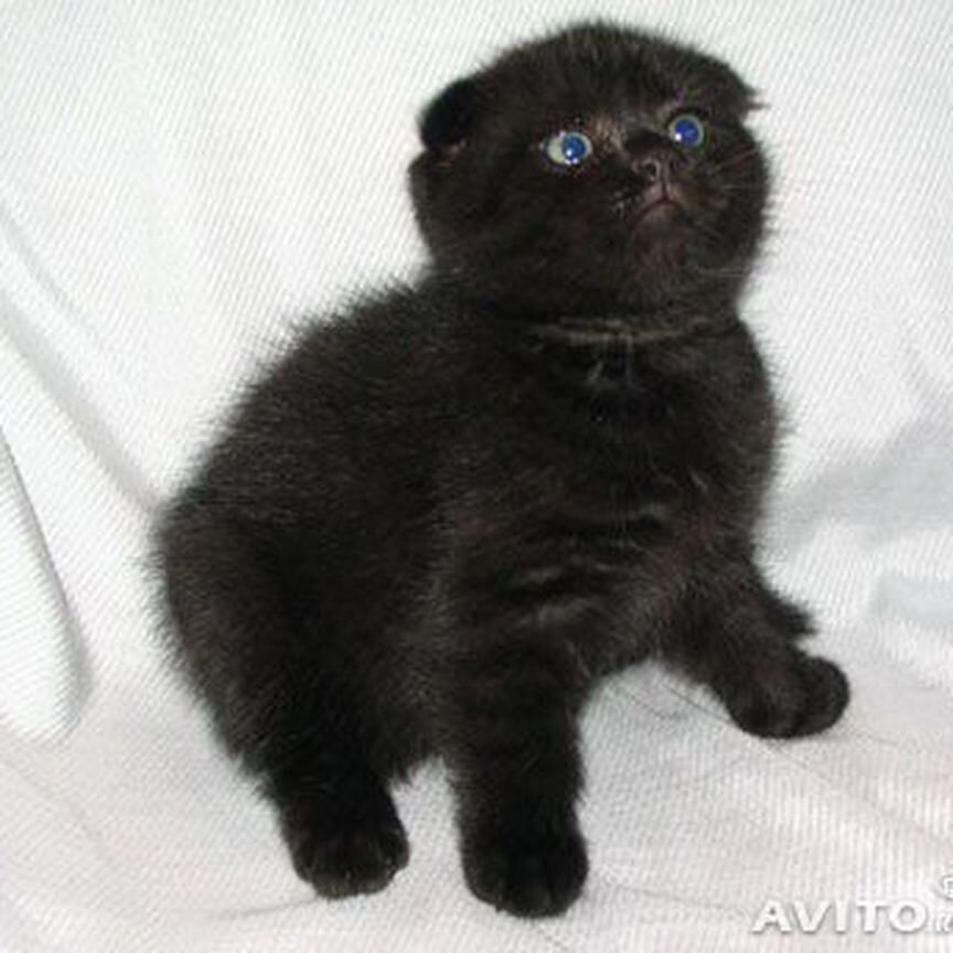 Вислоухая черная кошечка