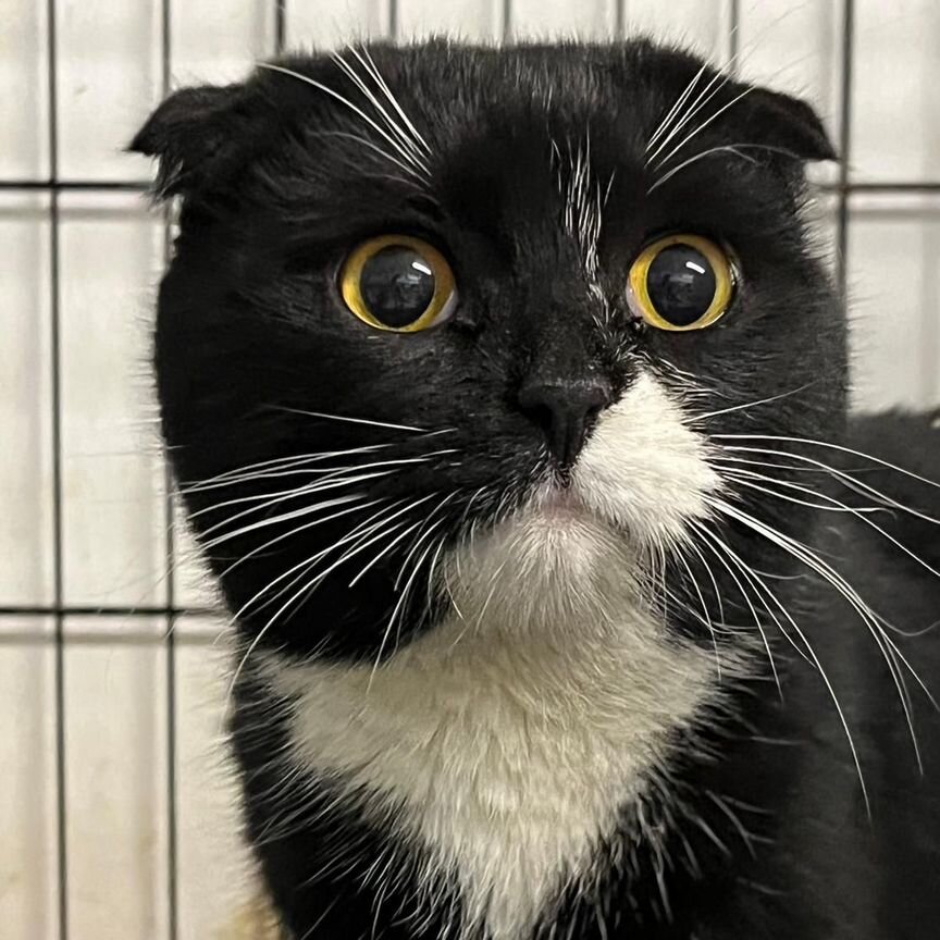 Вислоухий котик ищет дом