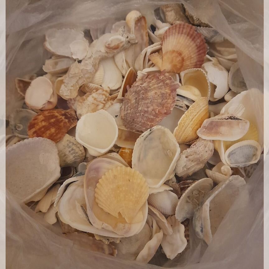 Ракушки в аквариум