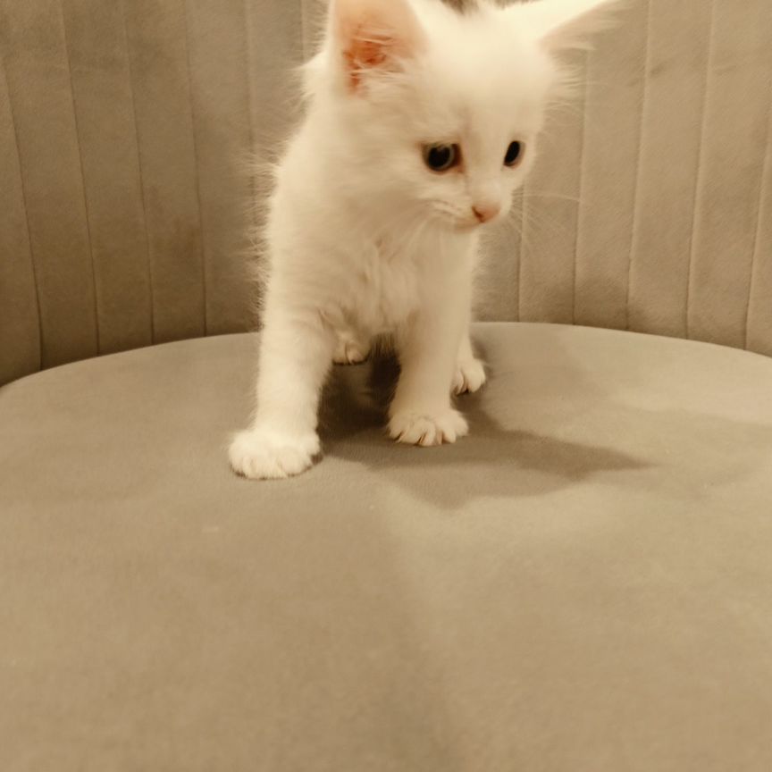 Котёнок белый и полосатый