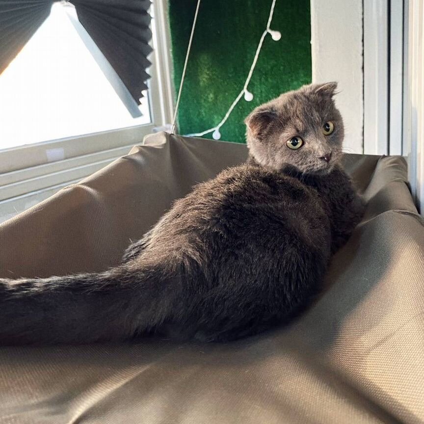 Котик в добрые руки