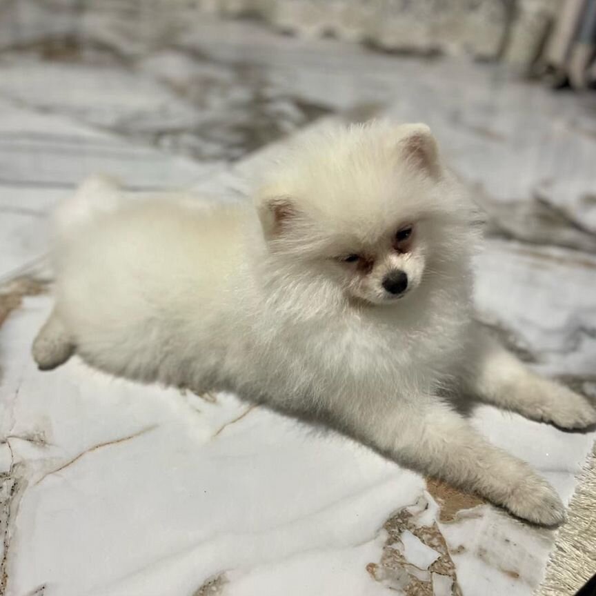 Померанский шпиц мини белый