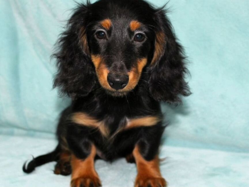 Мальчик кроличьей длинношерстной таксы