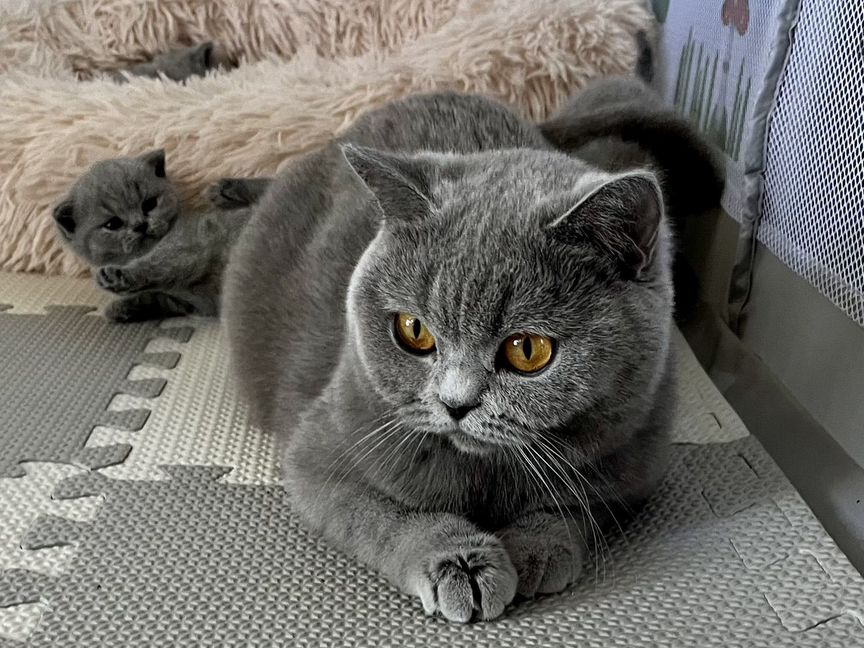Британская кошечка