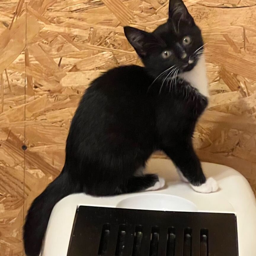 Черный котенок маленький