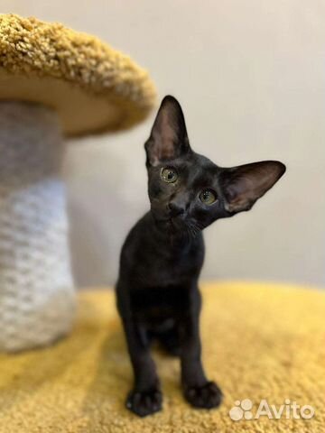 Ориентальный чёрный котик