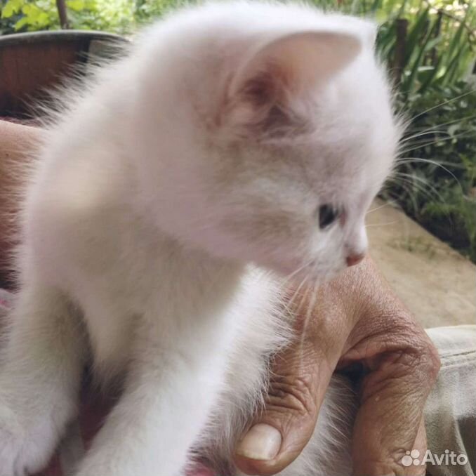 Беленький котёнок мальчик в добрые руки