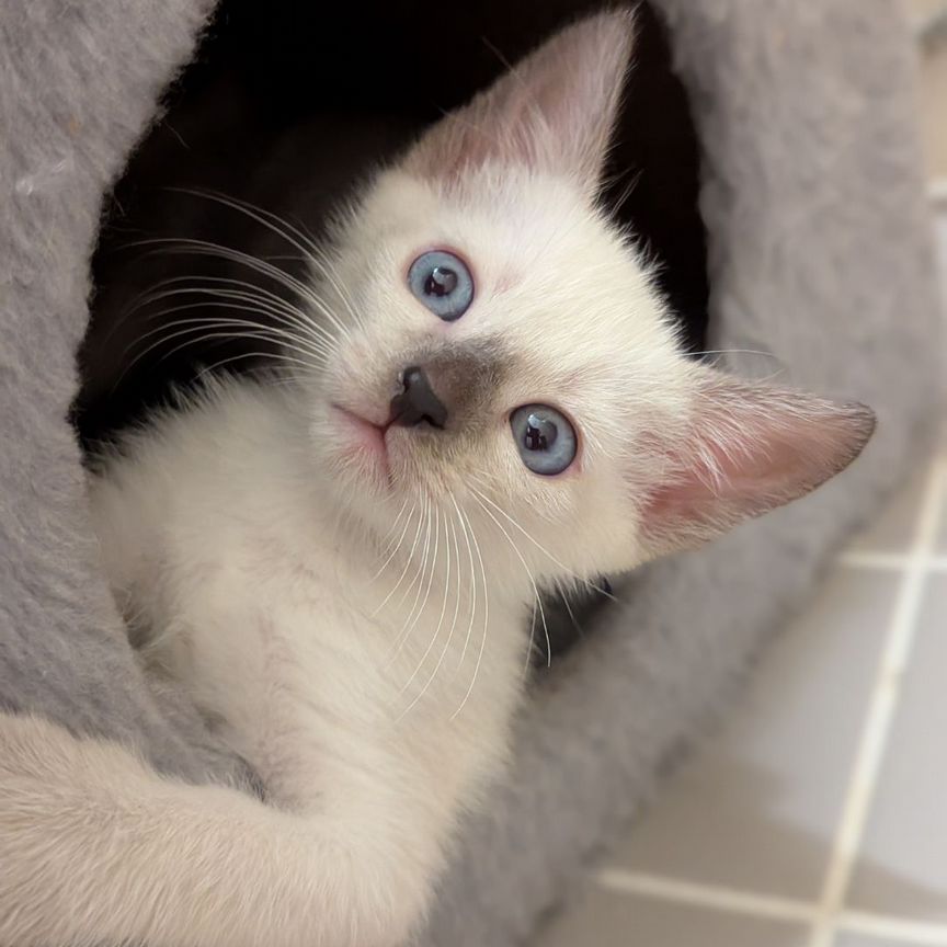 Тайские котята