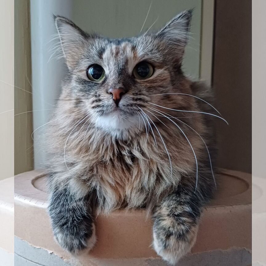 Леди в поисках дома