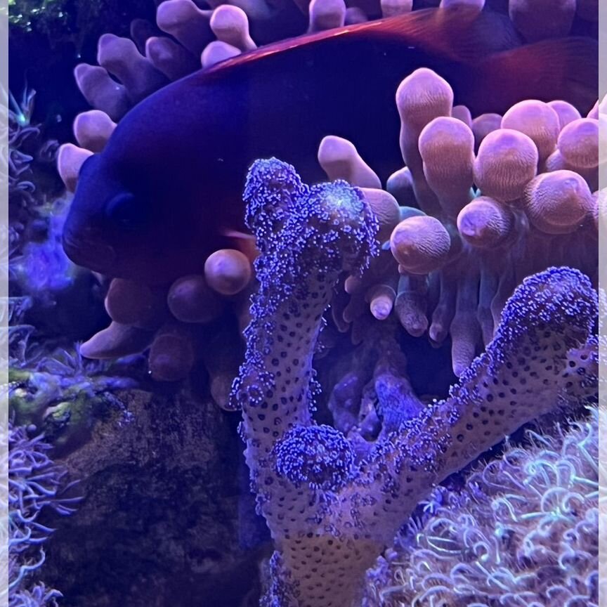 Рыба клоун огненный (ephippium)