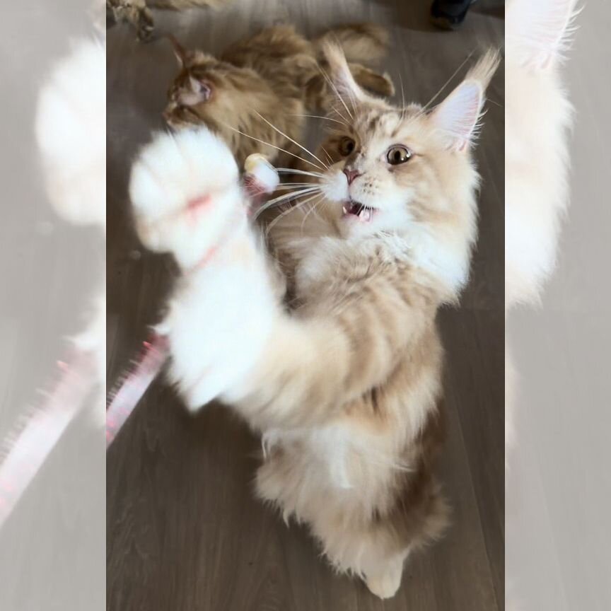 Мейн-кун котёнок