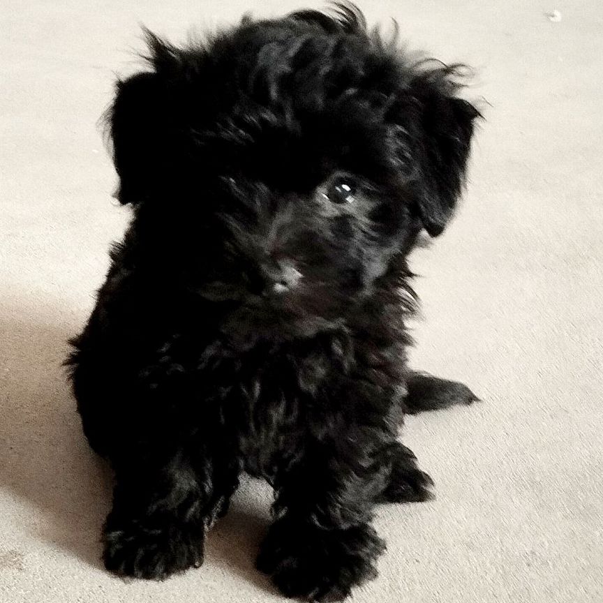 Мальтипу, щенок