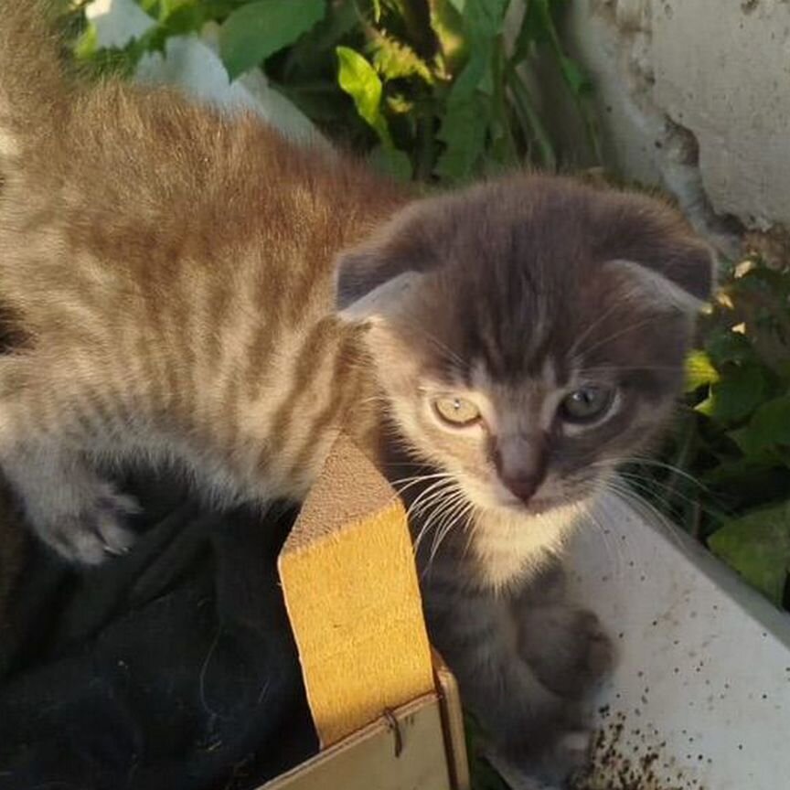 Шотландский веслоухий котенок