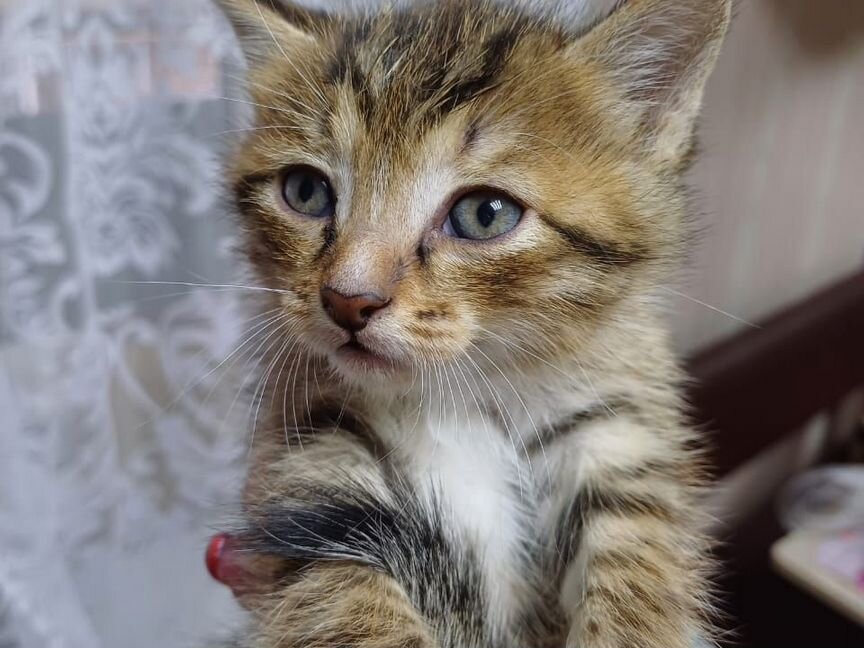 Котята в добрые руки 1 месяц. Мама веслоухая кошка