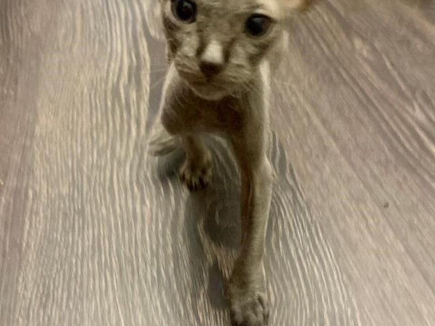 Котята