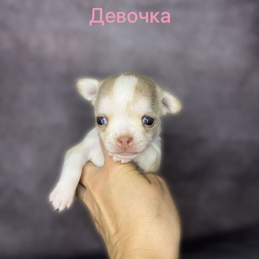 Чихуахуа милашка