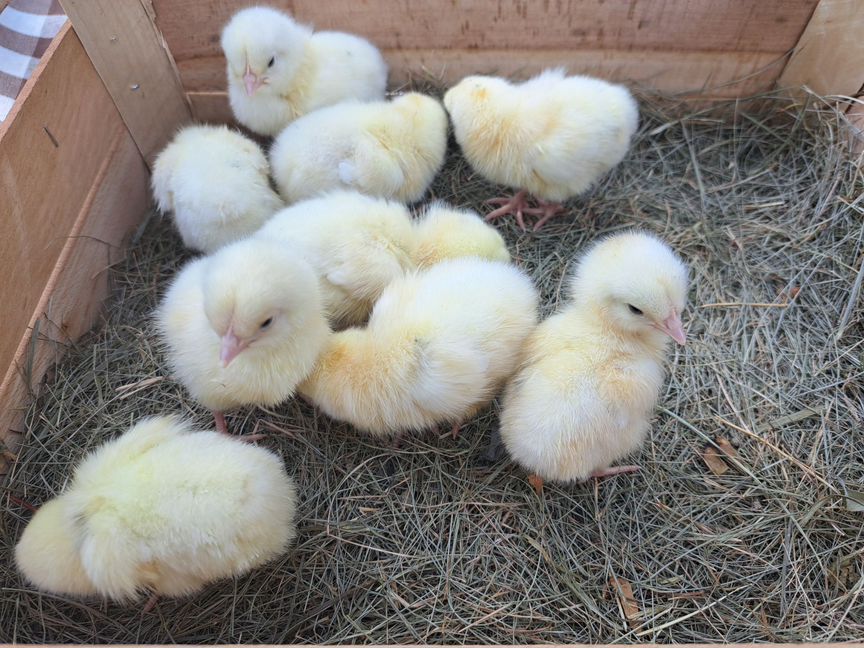 Цыплята суточные петушки