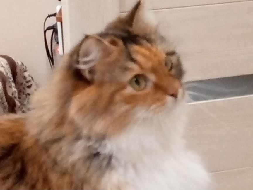 Пушистая кошка