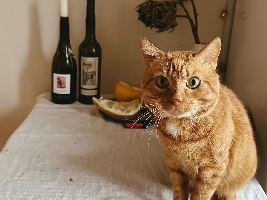 Кот в добрые руки