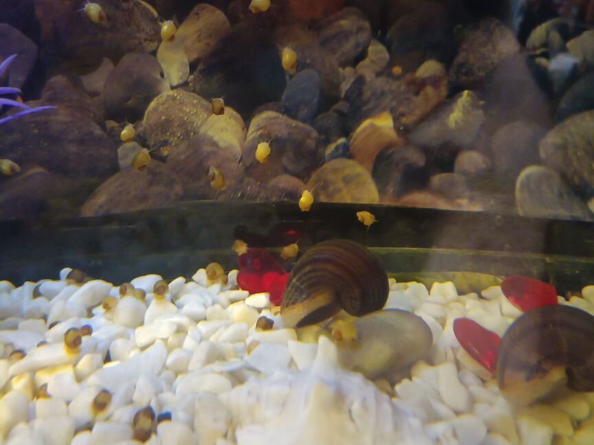 Улитки ампулярии