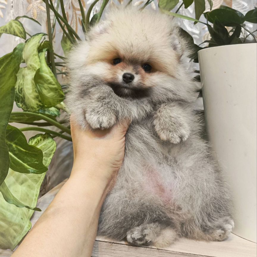 Померанский шпиц, щенок