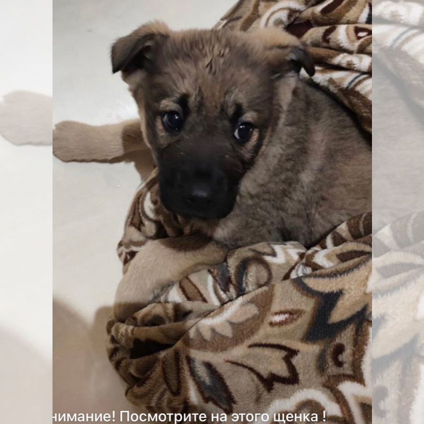 Щенок в добрые руки