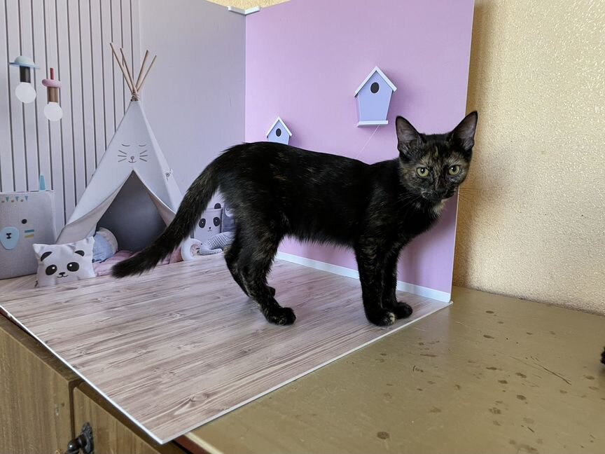 Котенок девочка черепаховая