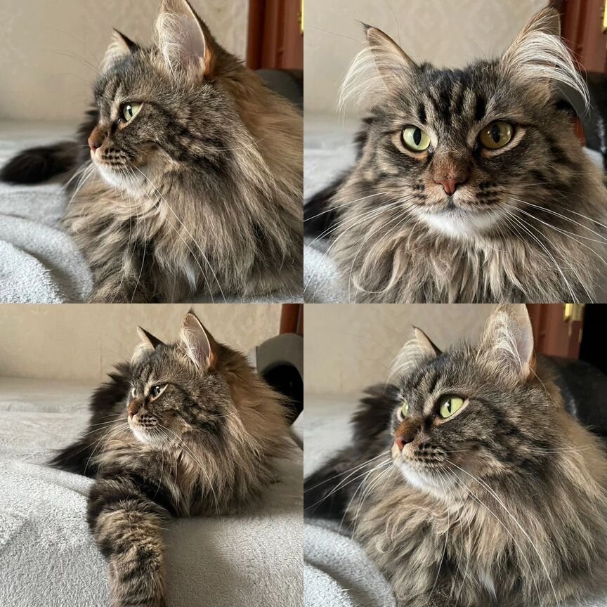 Отдадим в добрые руки Сибирского красавца