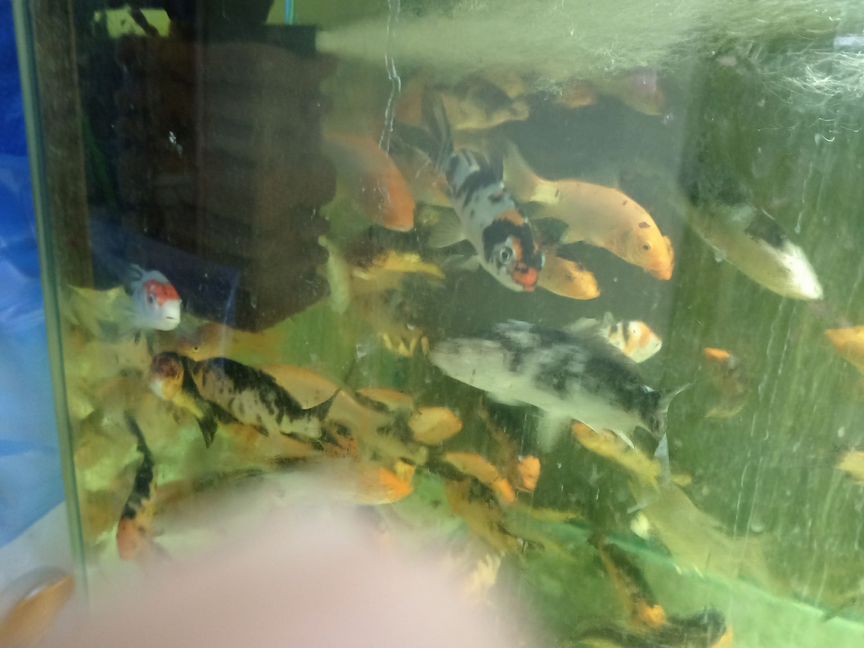 Живая рыба карп, опт