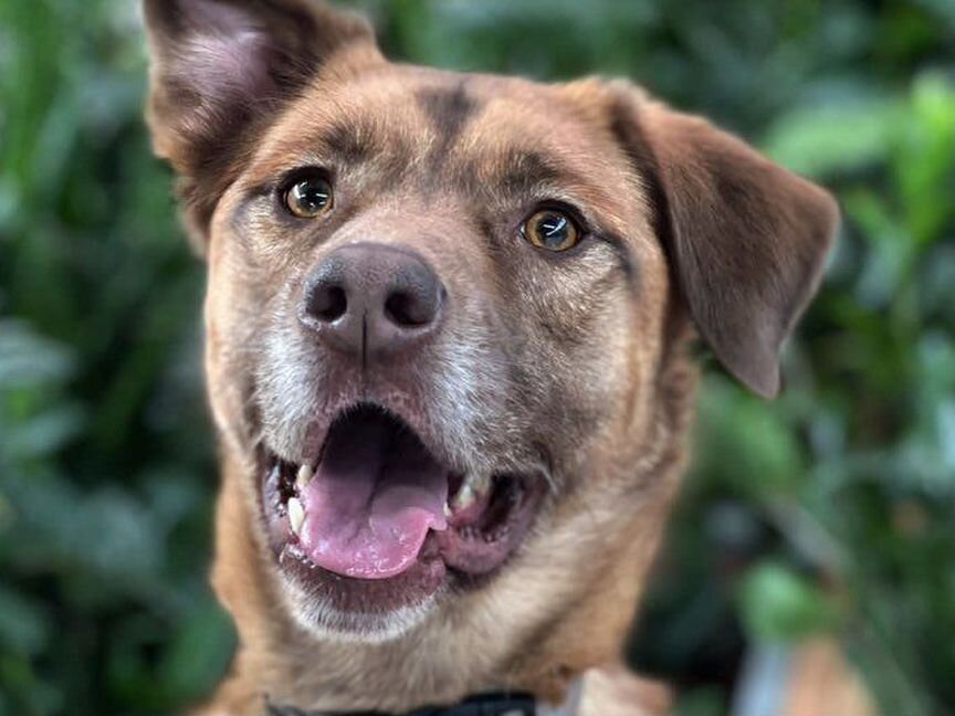 Рони. Самый идеальный пес. В дар