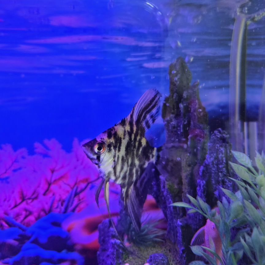 Аквариумные рыбки