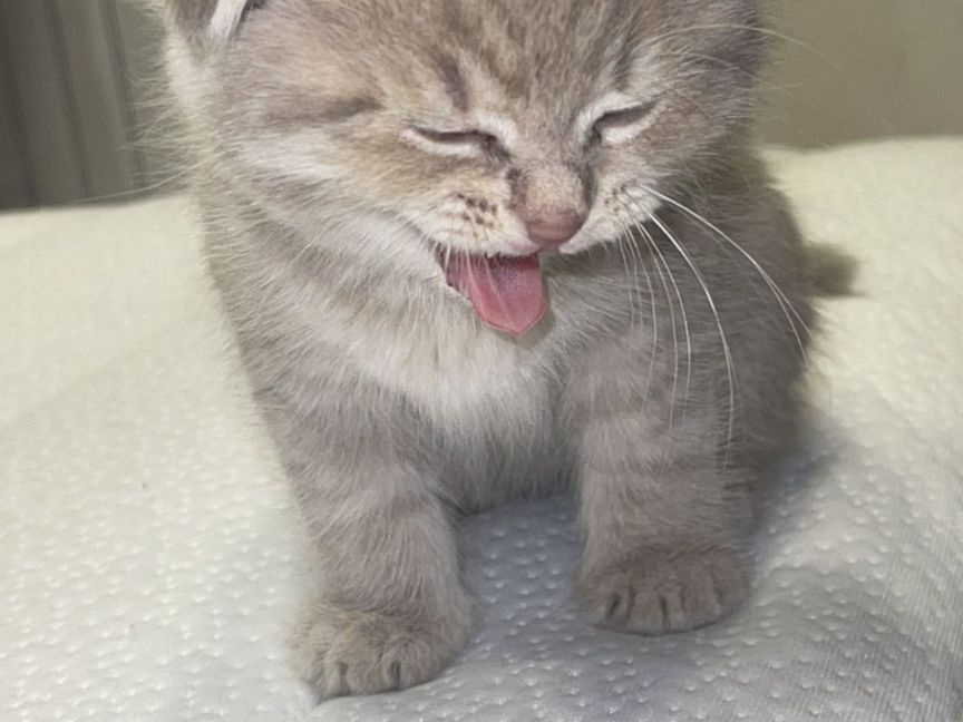 Шотландский кот