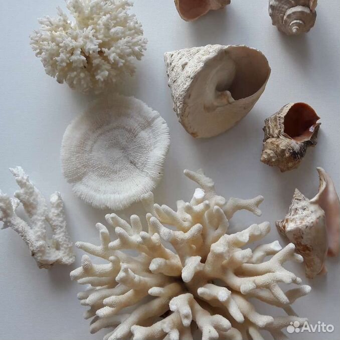 Кораллы и раковины для аквариума