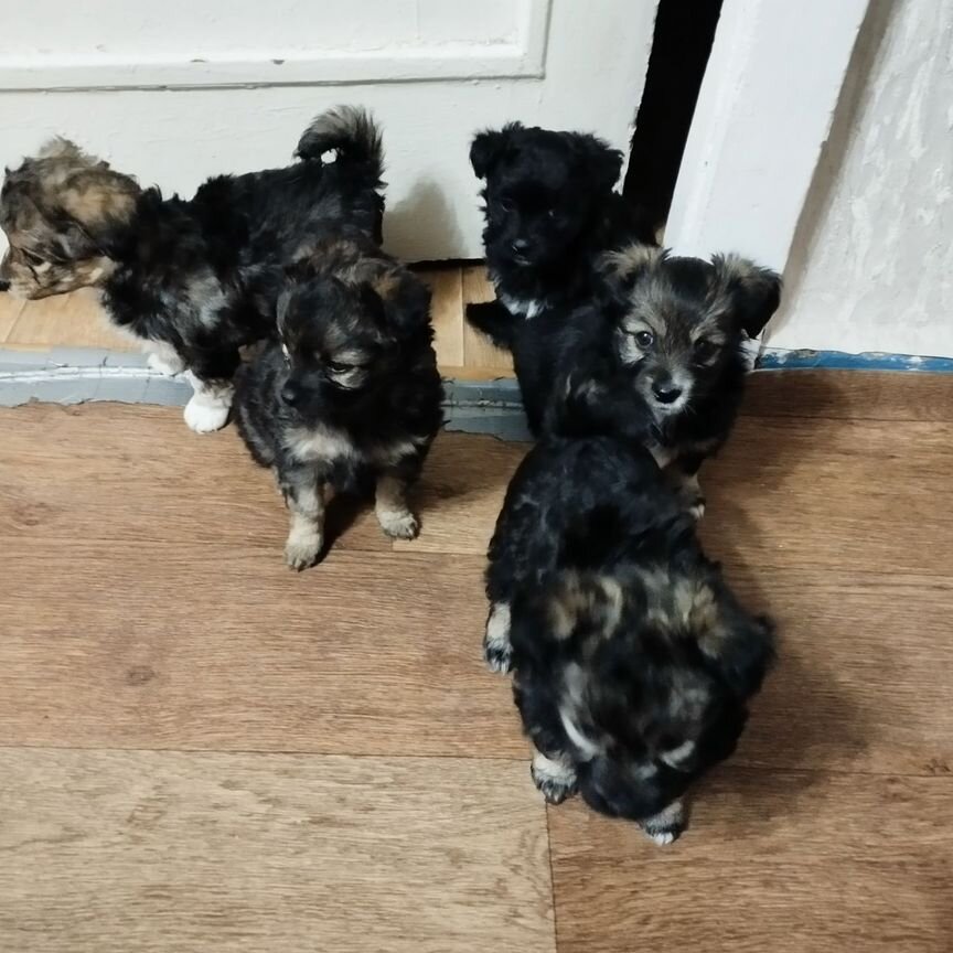 Немецкий шпиц, щенок