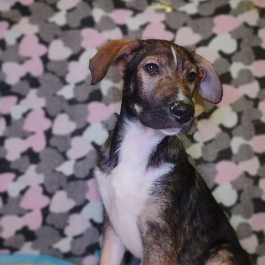 Щенок в добрые руки бесплатно